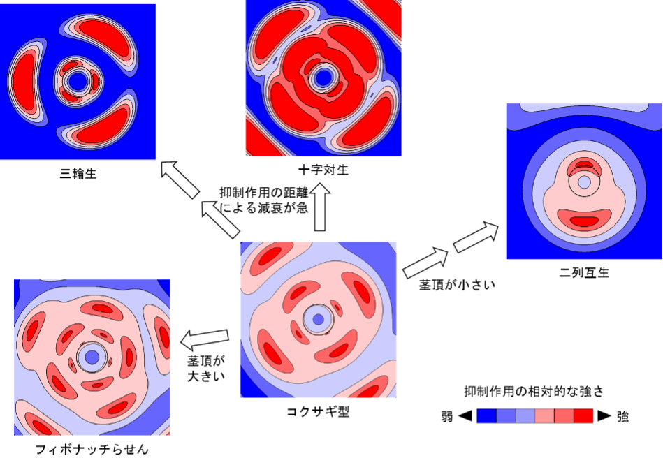 Symmetry breaking in plant leaf arrangement - Astrobiology Center, NINS